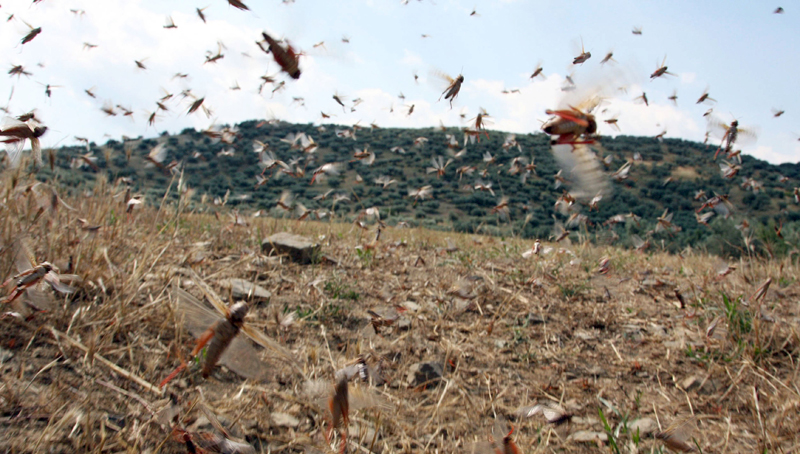 Locust plague takes hostage the Greek island of Agios Efstratios now ...